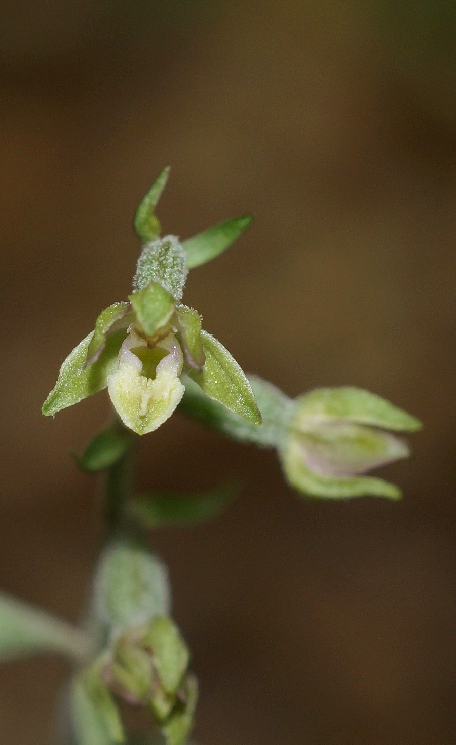 Epipactis microphylla | SFO-Normandie